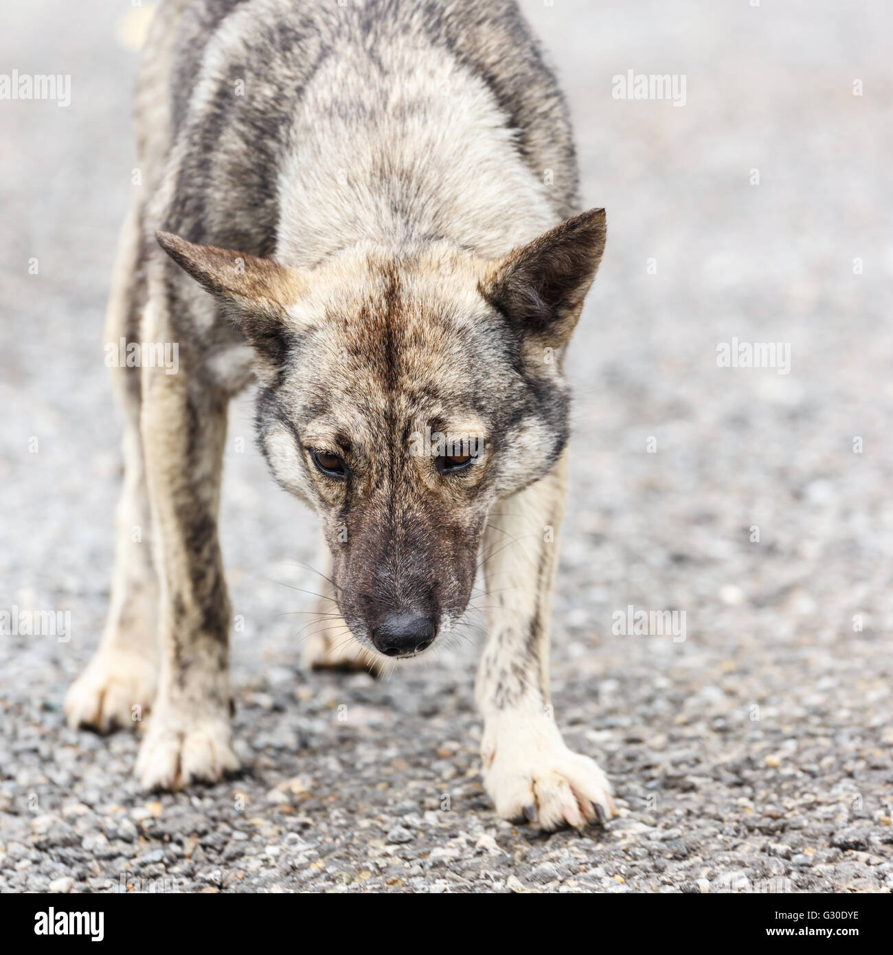 Furious dog hi-res stock photography and images - Alamy