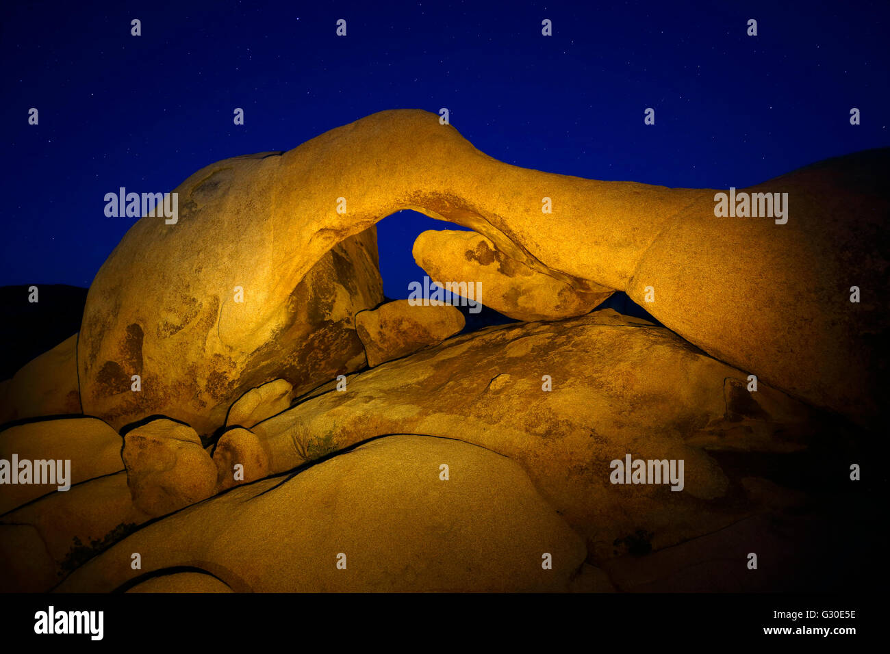 Tank tree hi-res stock photography and images - Alamy