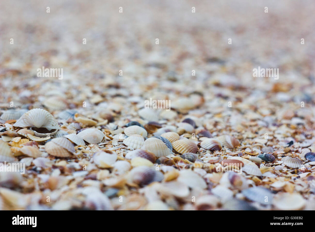 Natural sand and shells background macro close-up low depth of field ...