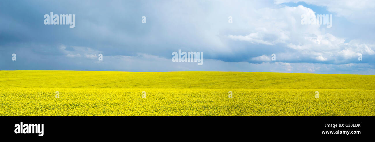 Yellow flowering rapeseed field, Podolia region, Ukraine Stock Photo ...