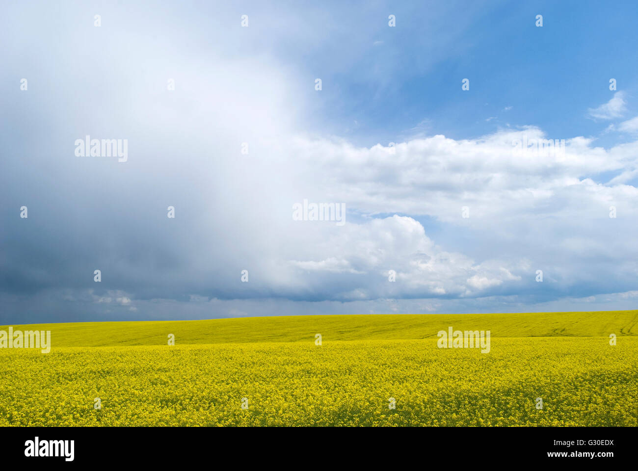Yellow flowering rapeseed field, Podolia region, Ukraine Stock Photo ...