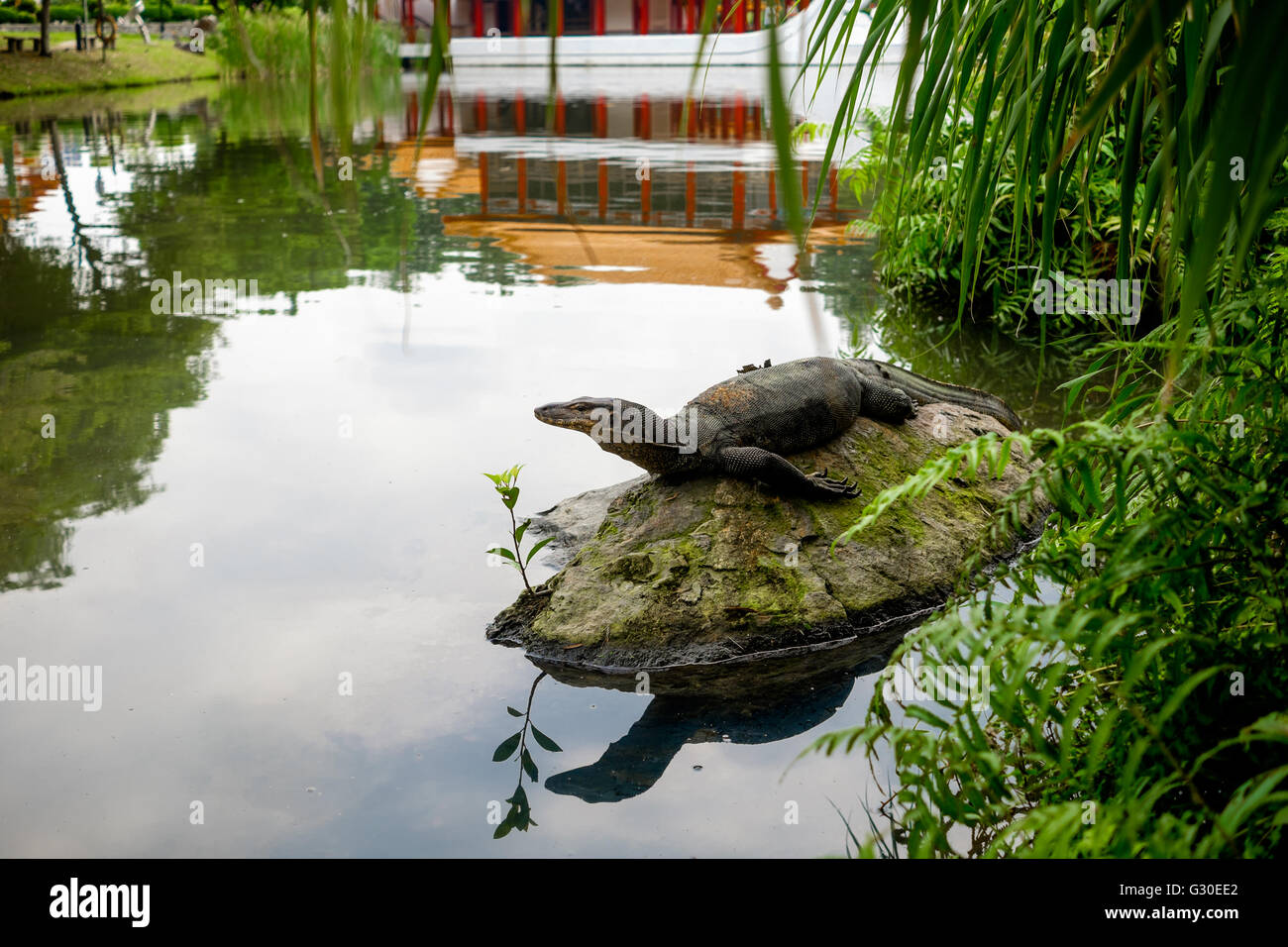 Monitor lizard in water hi-res stock photography and images - Alamy