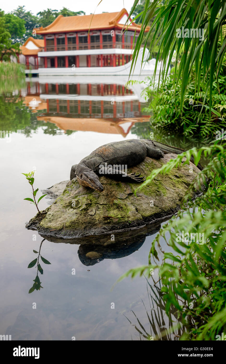 Water monitor lizard (varan) is restin on the stone in the pond in the ...