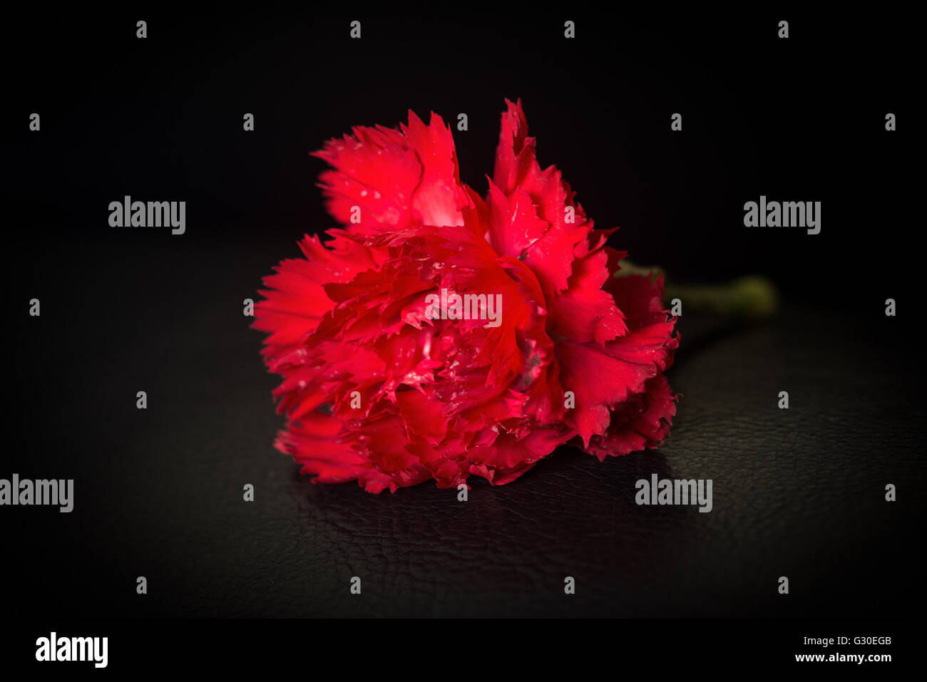 Red carnation hi-res stock photography and images - Alamy