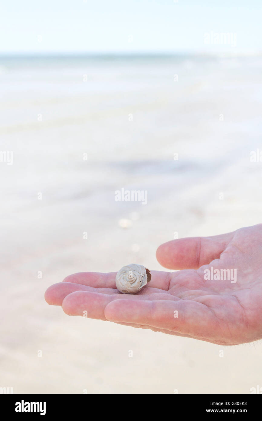 Man holding a northern moon snail shell on a beach Stock Photo - Alamy