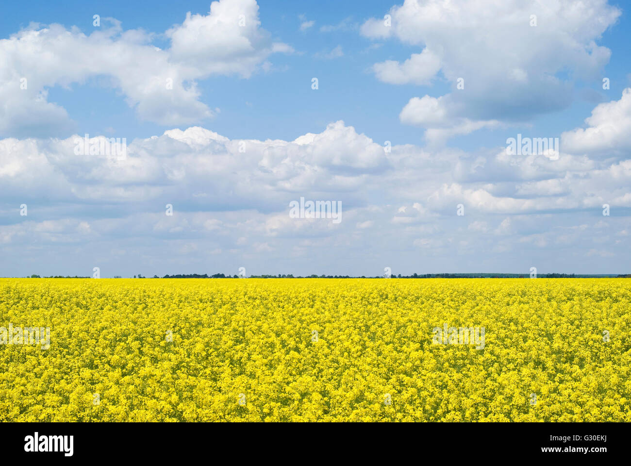 Yellow flowering rapeseed field, Podolia region, Ukraine Stock Photo ...