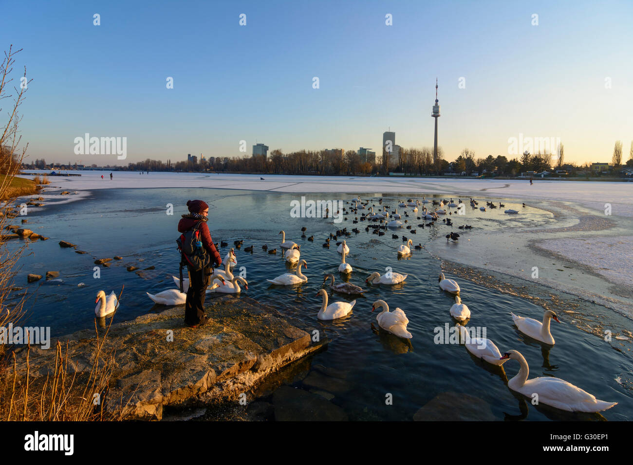 Alte Donau (Old Danube) with ice and an ice-free area with water birds ...