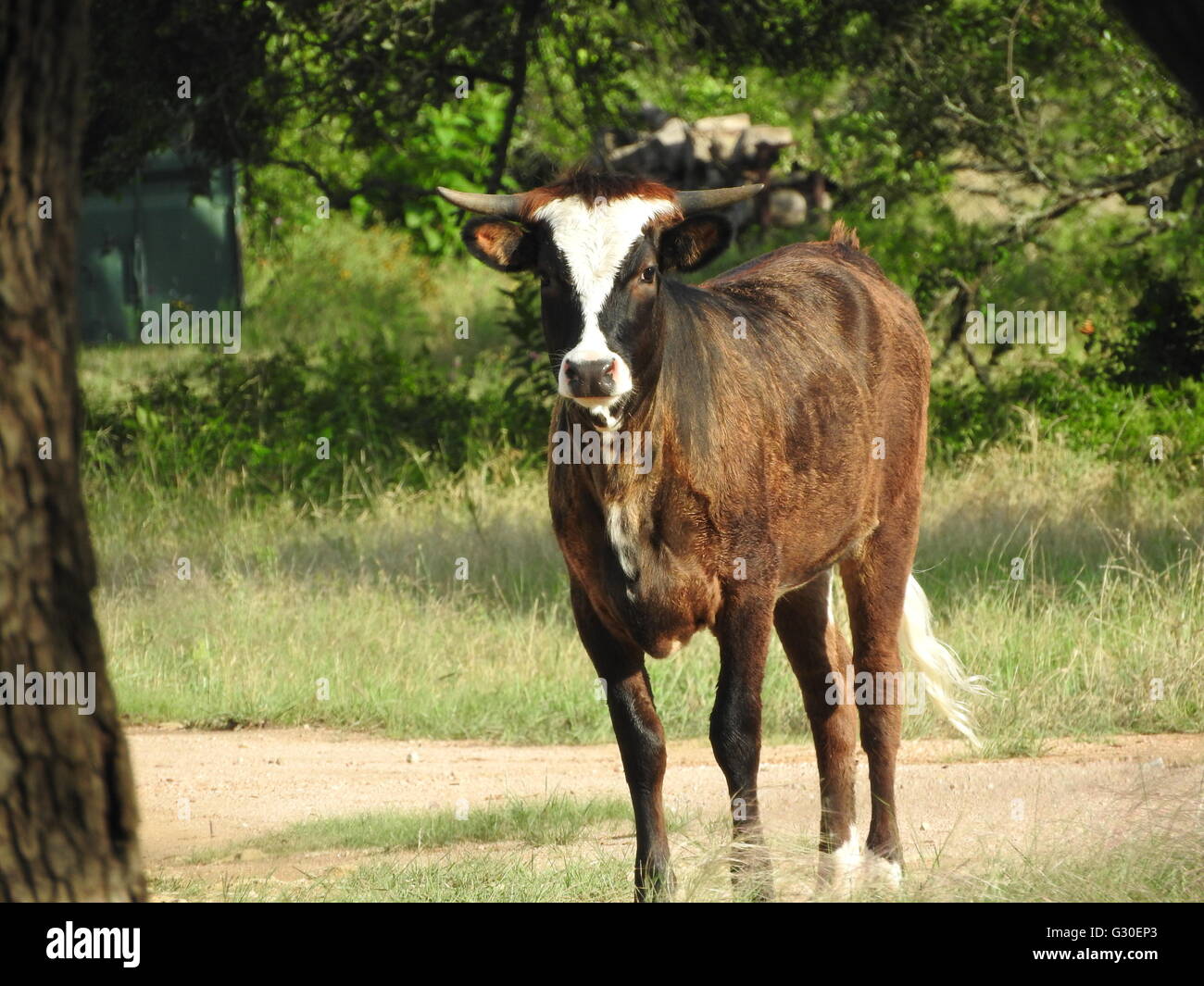 A cow (Bos taurus) stands in a field Stock Photo - Alamy