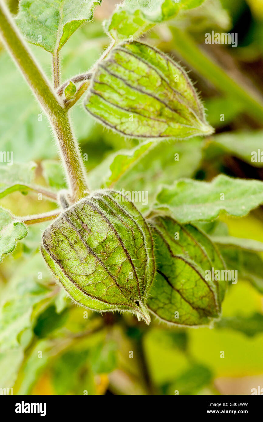 Physalis angulata hi-res stock photography and images - Alamy