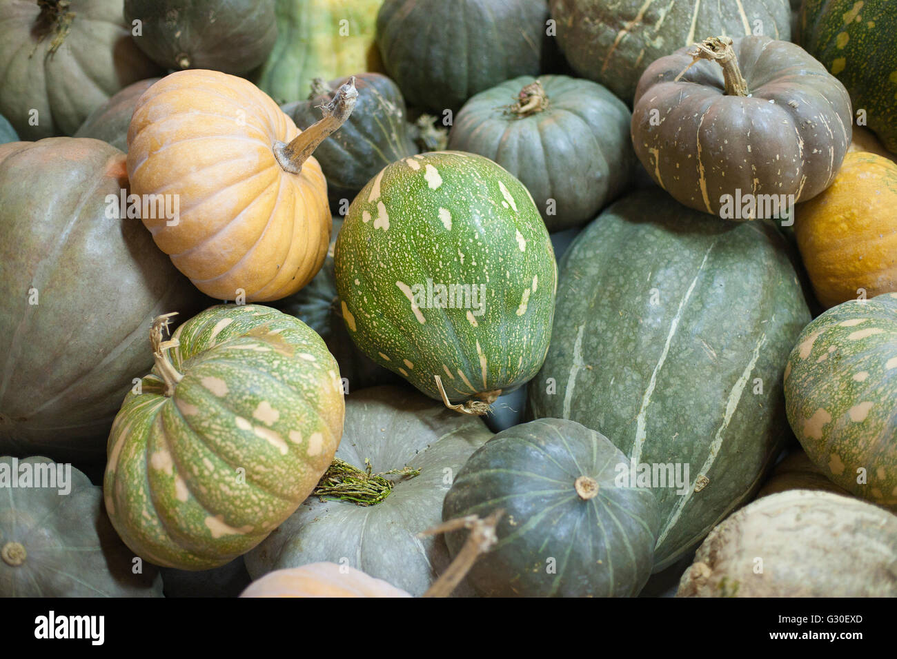 Assorted varieties of pumpkins Stock Photo - Alamy