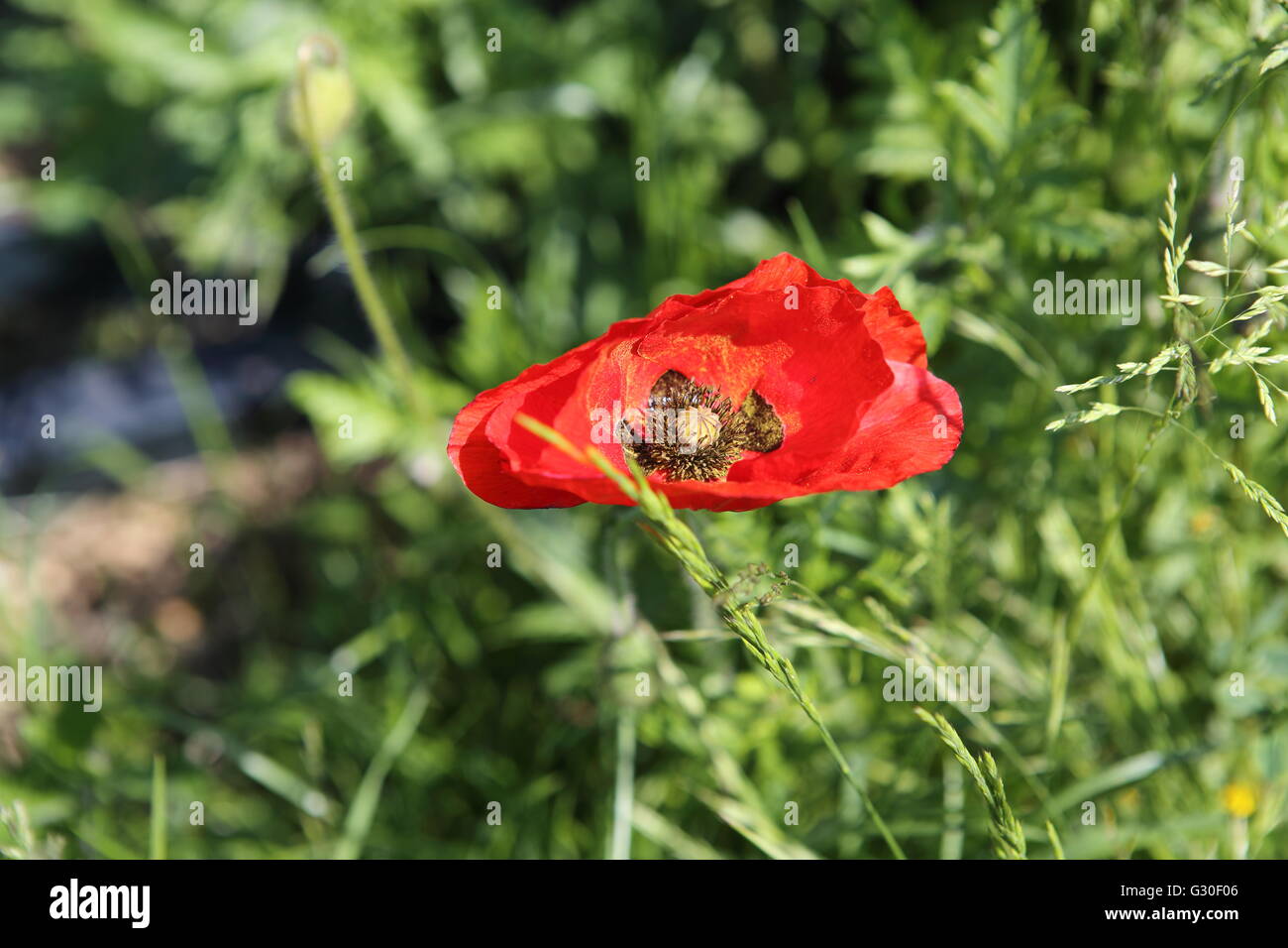 Red Poppy in wild field Stock Photo - Alamy