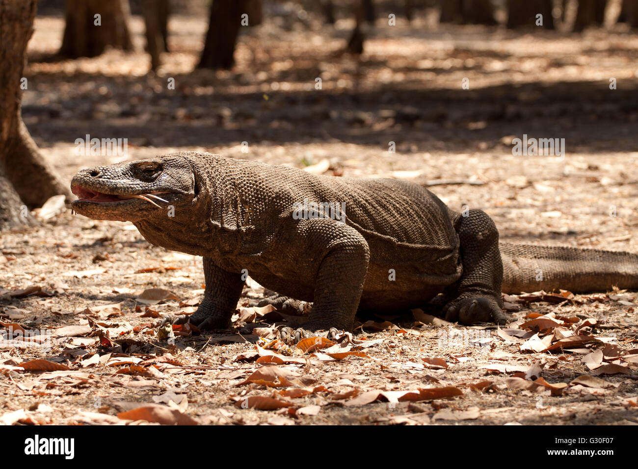 Komodo dragon biggest lizard at National Park. Indonesia Stock Photo ...