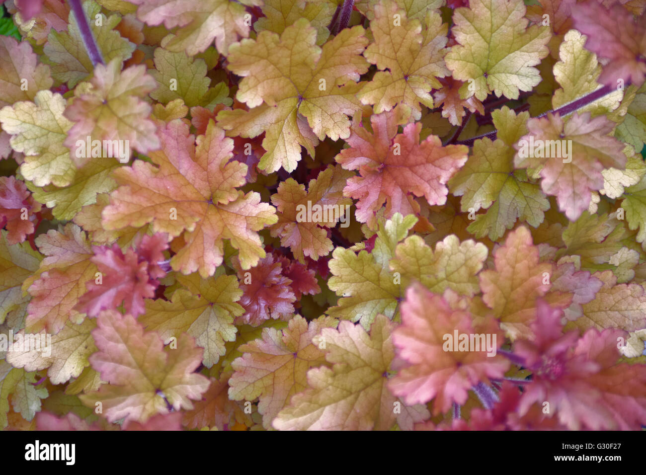 Variously colored leaves hi-res stock photography and images - Alamy