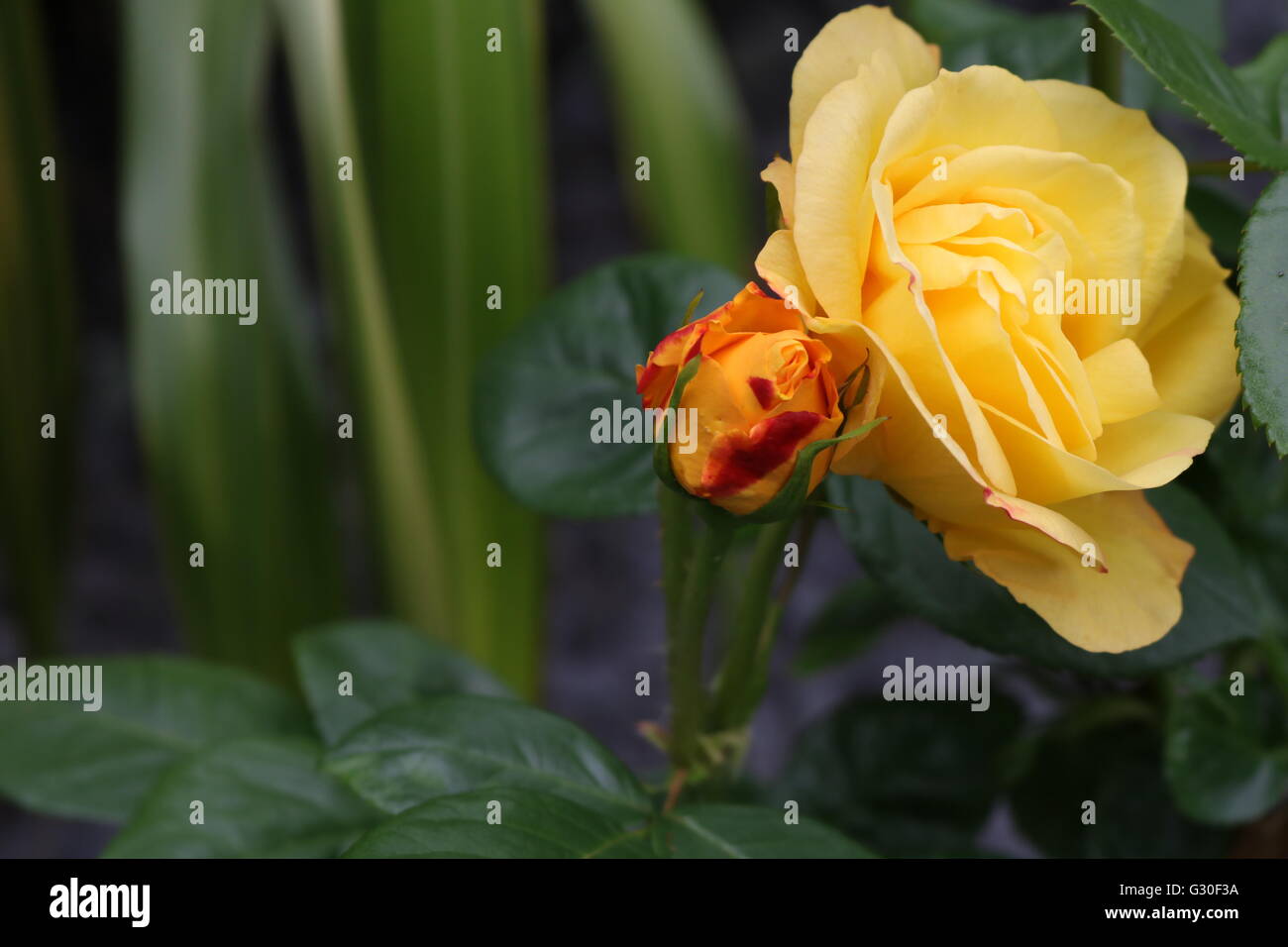 Fully grown rose hi-res stock photography and images - Alamy