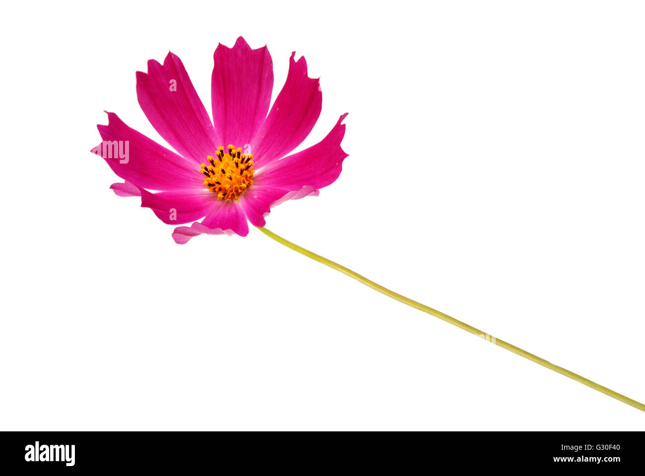 Purple flower kosmeya facing upwards isolated on white Stock Photo - Alamy