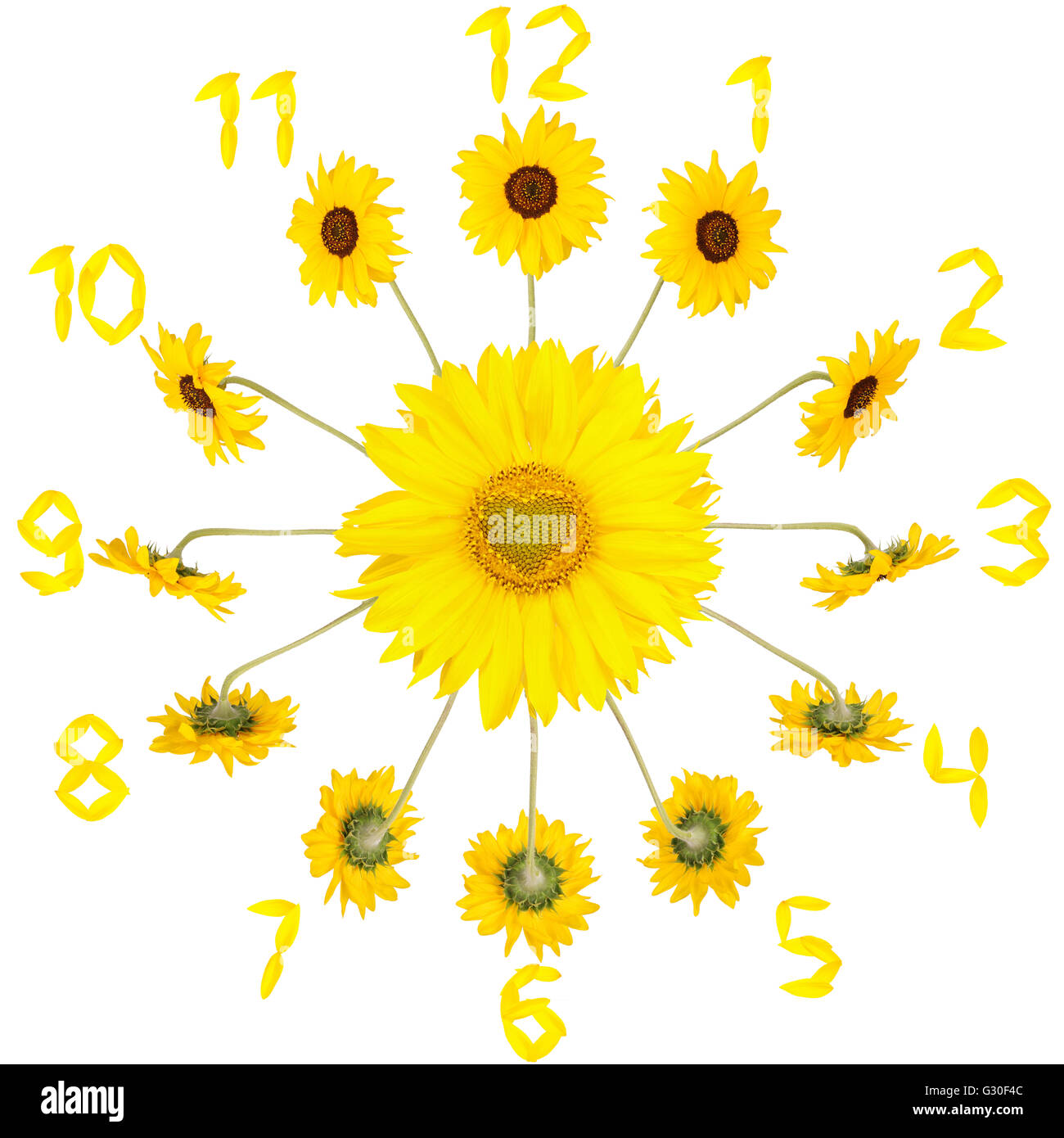 Sunflowers in the form of a clock dial isolated on white Stock Photo ...