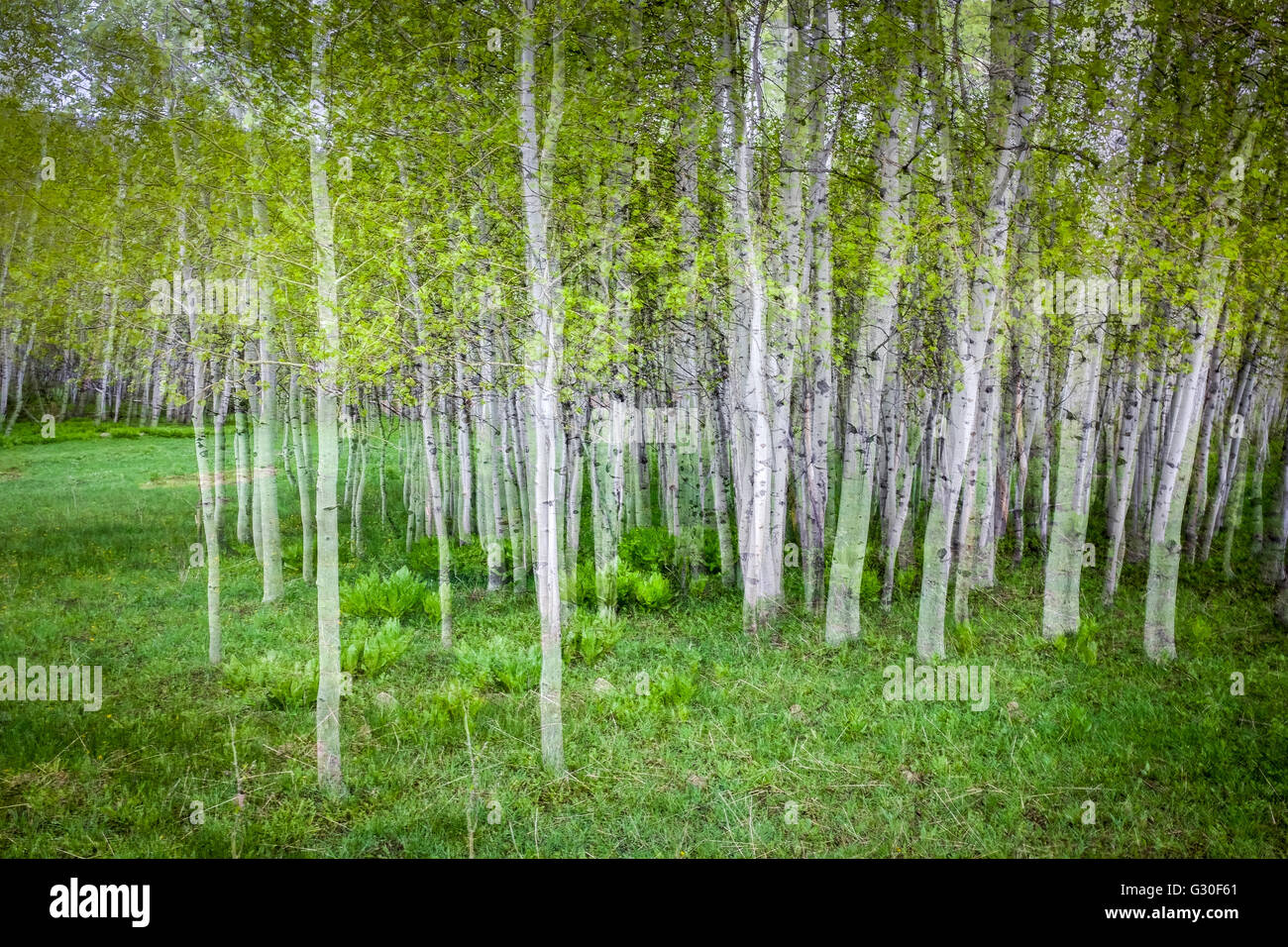 A grove of Aspen trees in springtime Stock Photo - Alamy