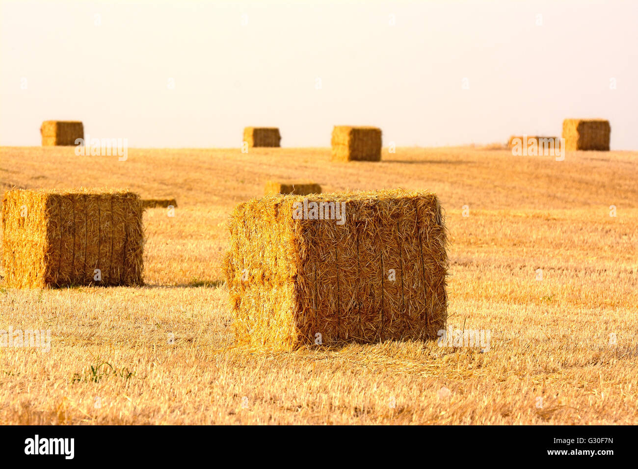 hay bales in the field Stock Photo - Alamy