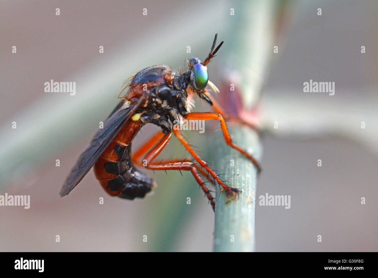 Side view of robber fly hi-res stock photography and images - Alamy