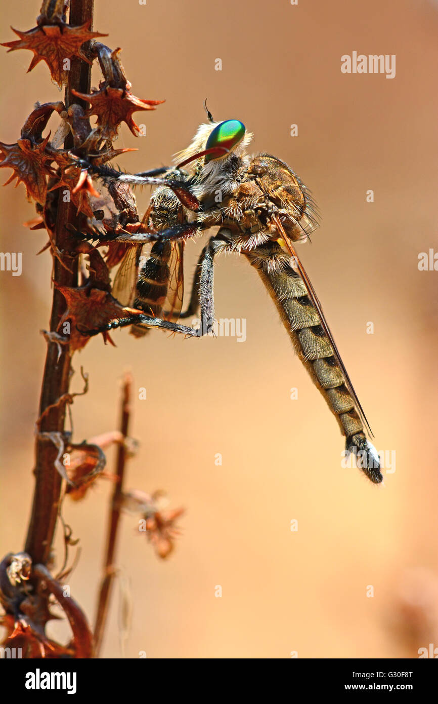 Robber-fly eat wasp Stock Photo - Alamy
