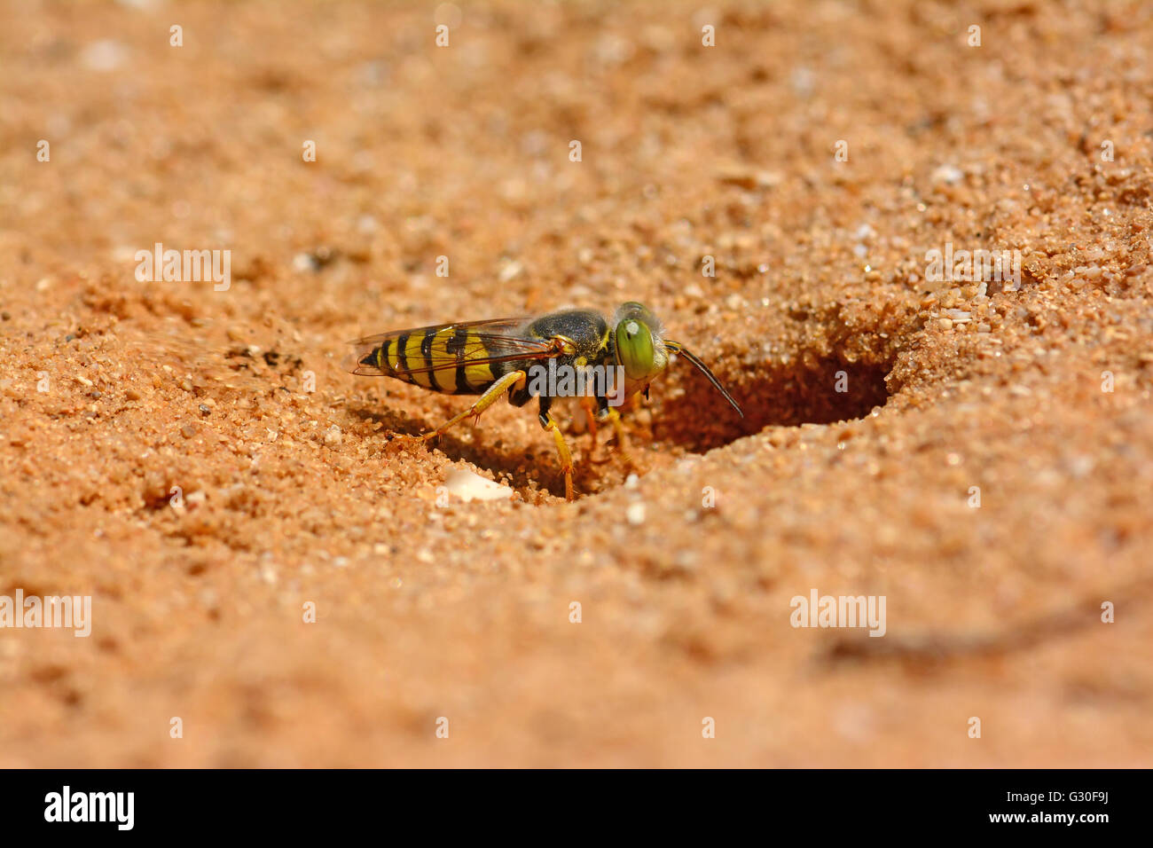 Close up sand digger wasp hi-res stock photography and images - Alamy