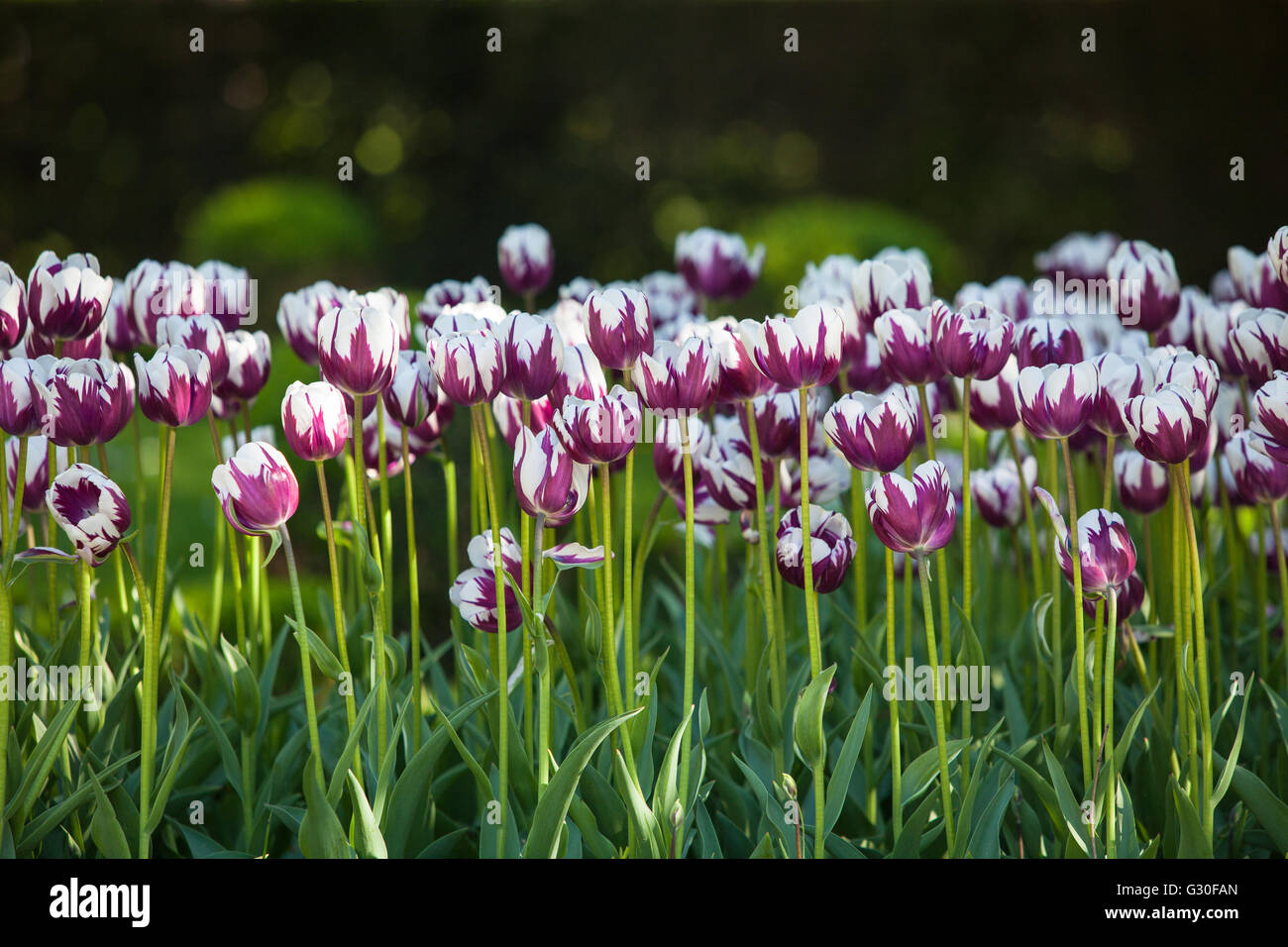 Tulips, with double colours Stock Photo - Alamy