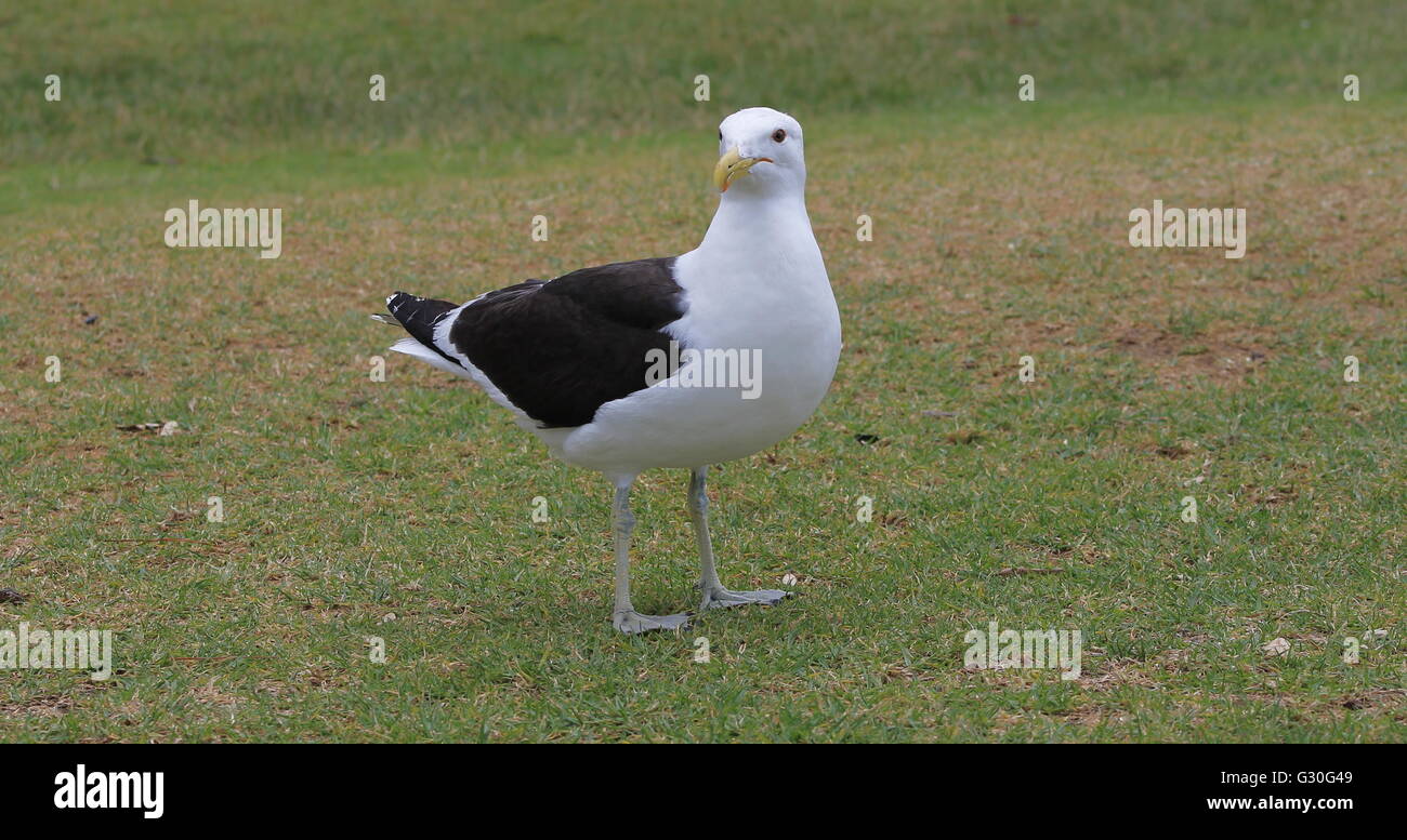 Blakc backed hull hi-res stock photography and images - Alamy