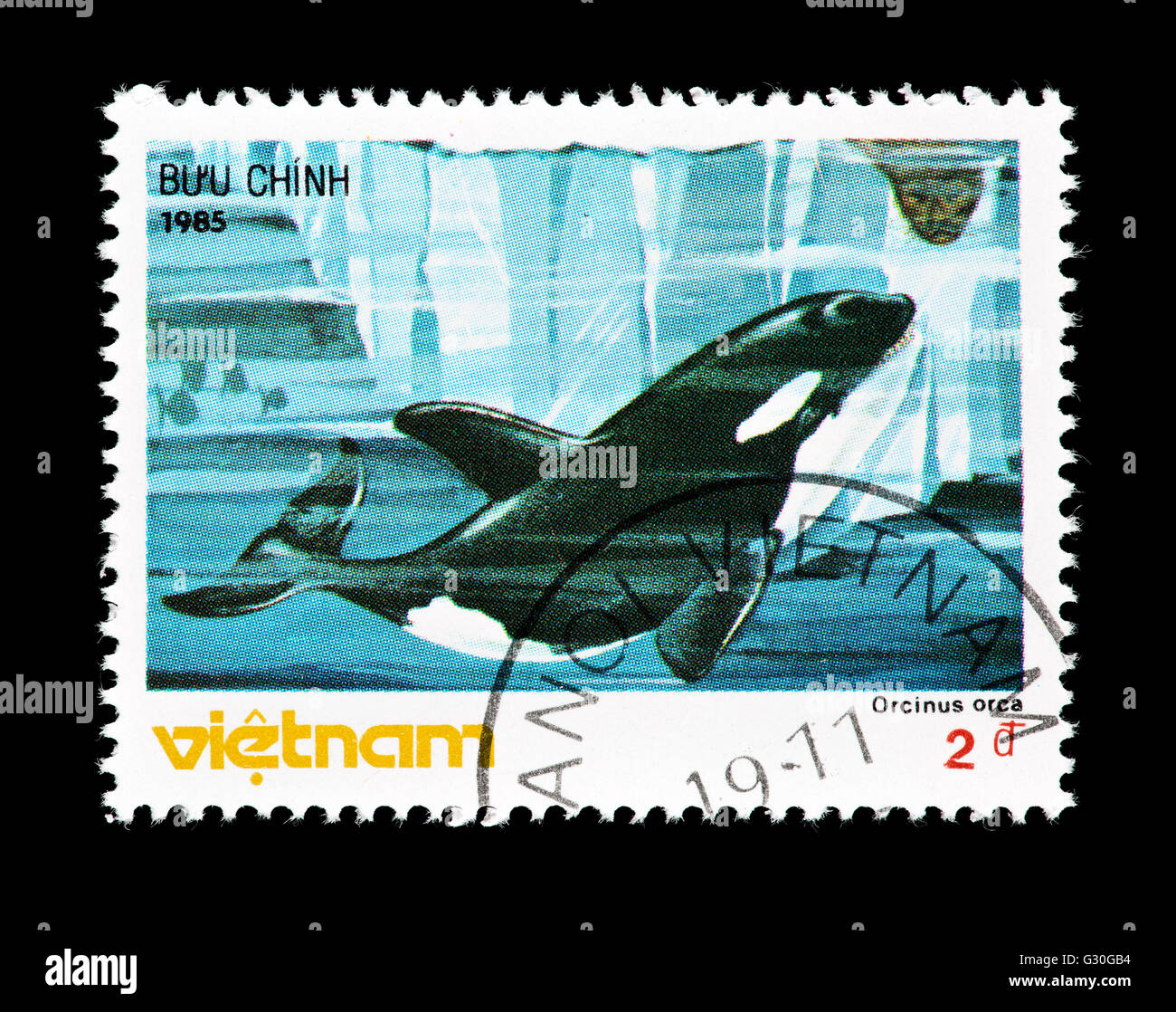 Postage stamp from Vietnam depicting a killer whale or orca (Orcinus ...