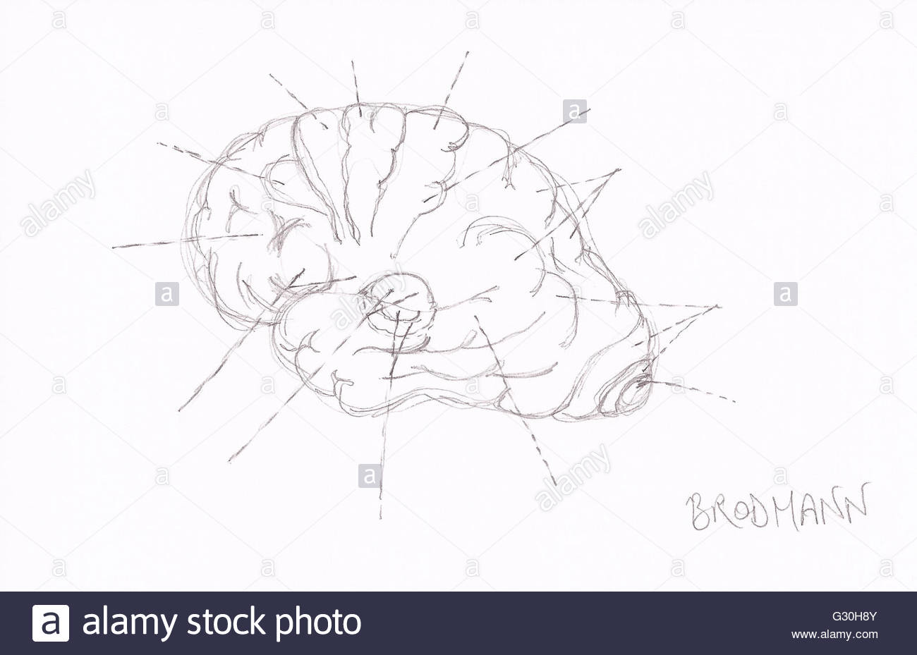 Brain Anatomical Drawing Stock Photos & Brain Anatomical Drawing Stock ...