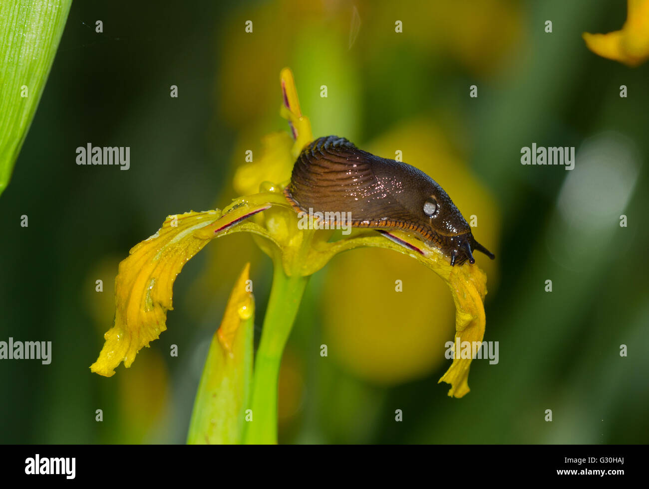 Red slug (Arion rufus) eating the flower of a Yellow Iris (Iris ...