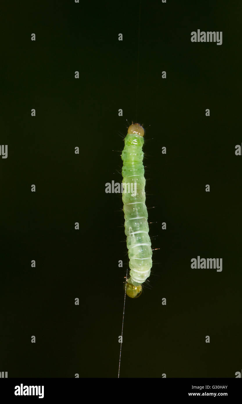Caterpillar Hanging By Thread High Resolution Stock Photography and ...