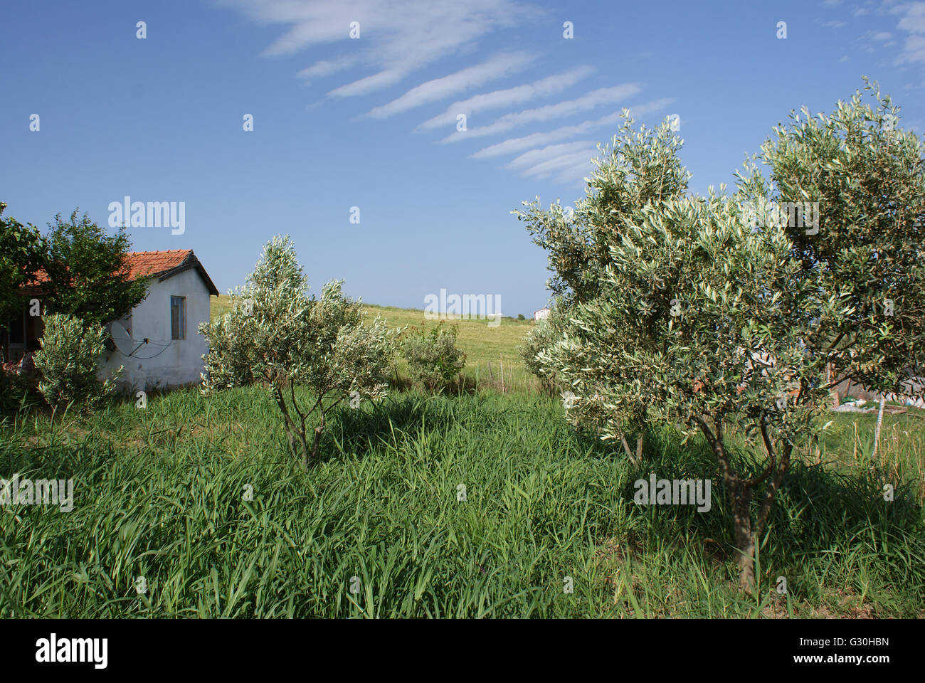 Village house and olive trees at farm with blue sky and green fields ...