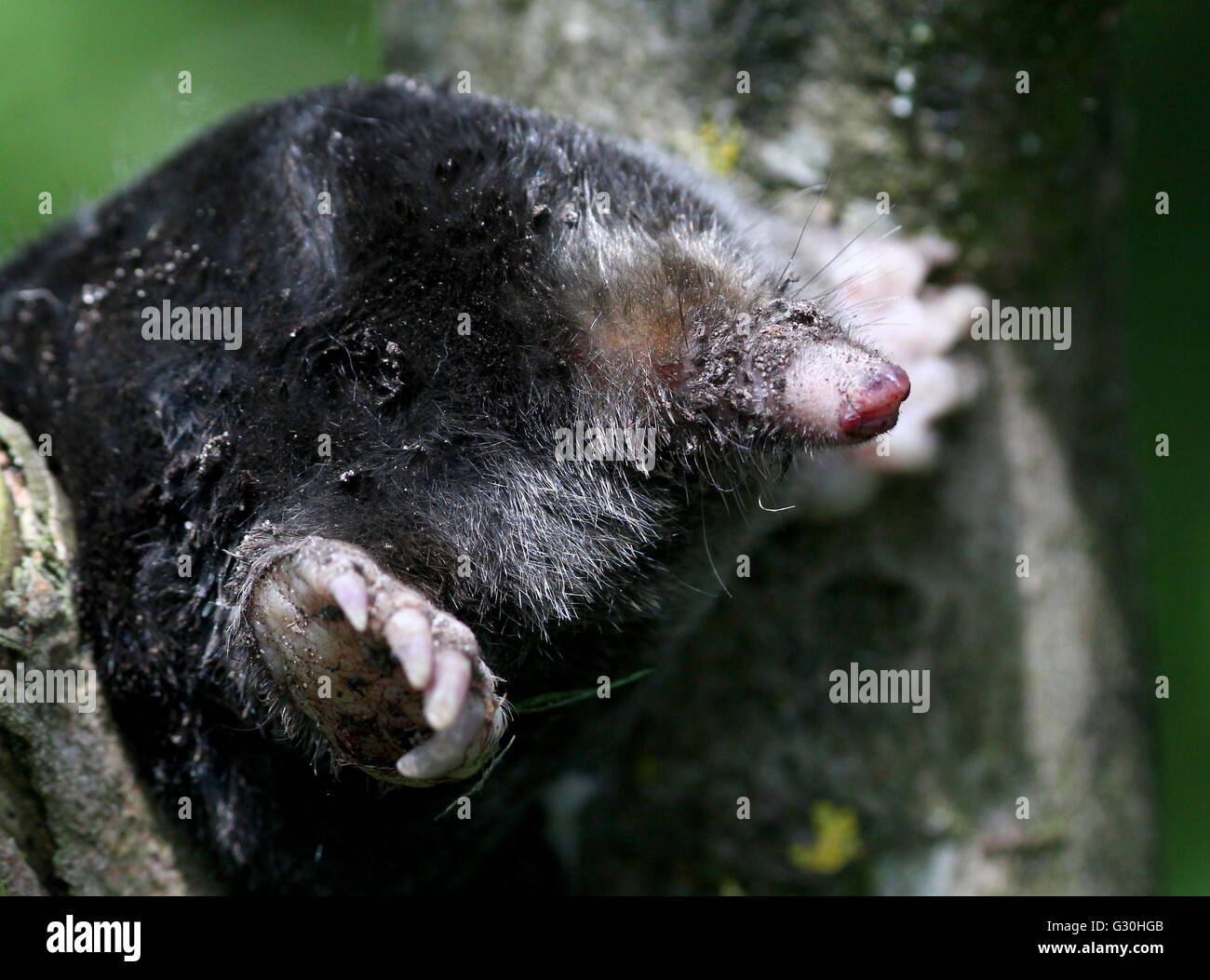 Mol Head High Resolution Stock Photography and Images - Alamy