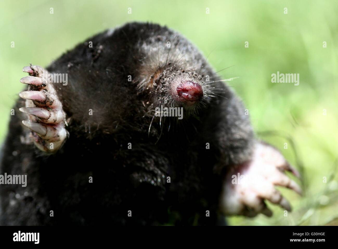 European mole (Talpa europaea), closeup of the head and front claws ...