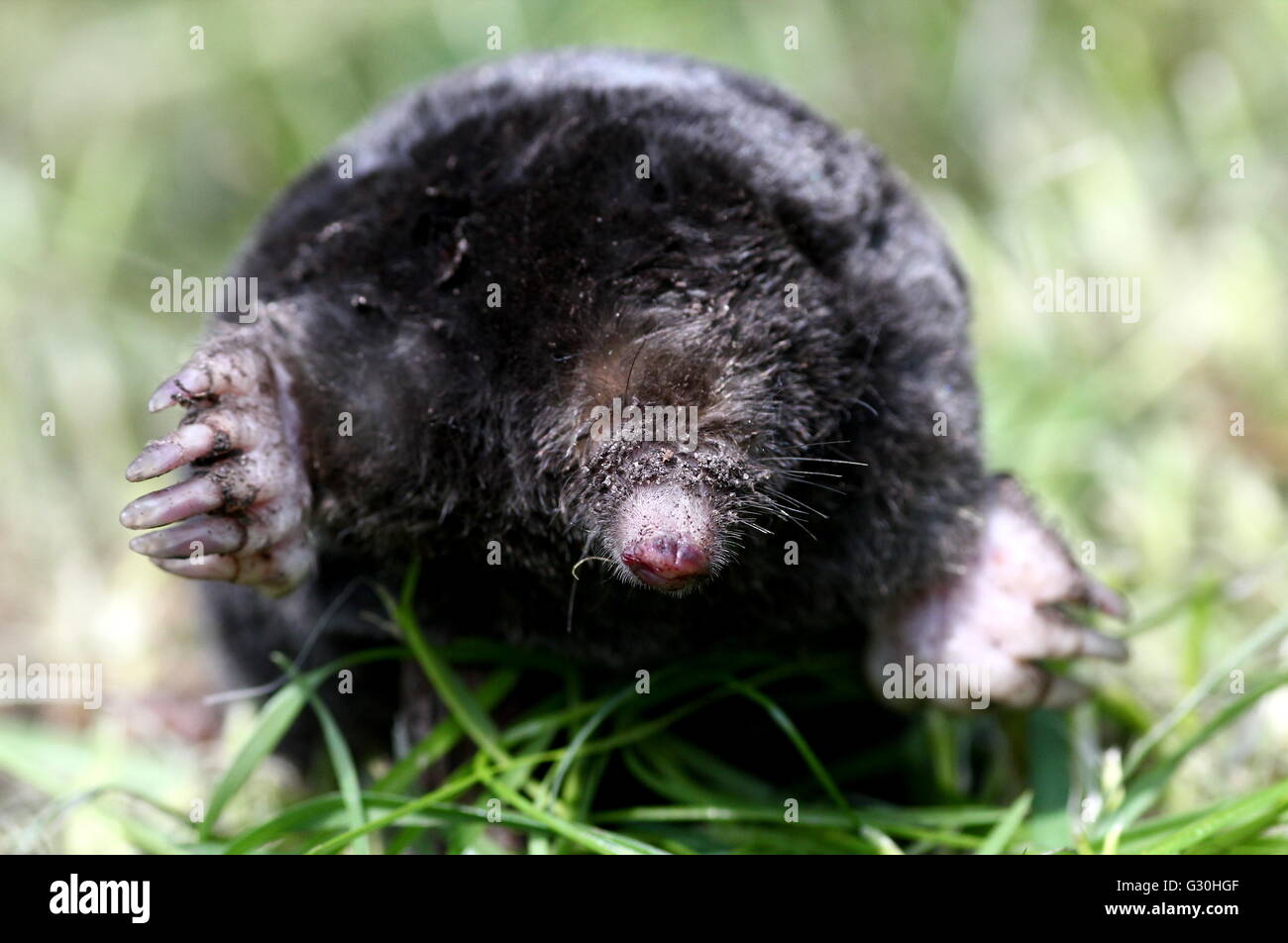 European mole (Talpa europaea), closeup of the head and front claws ...