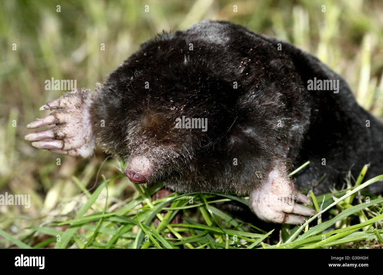 European mole (Talpa europaea), closeup of the head and front claws ...