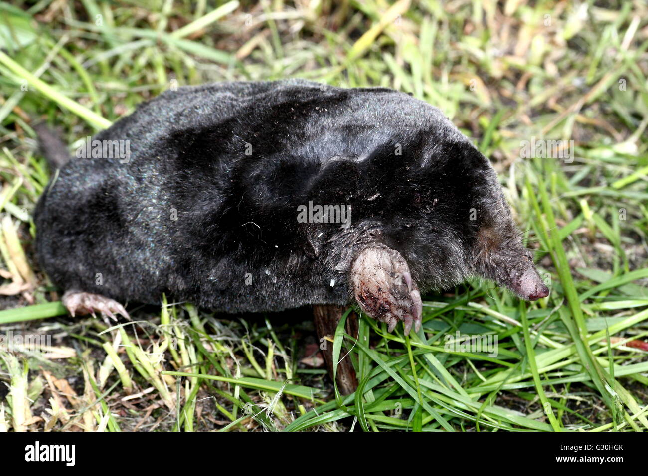 Northern mole talpa hi-res stock photography and images - Alamy