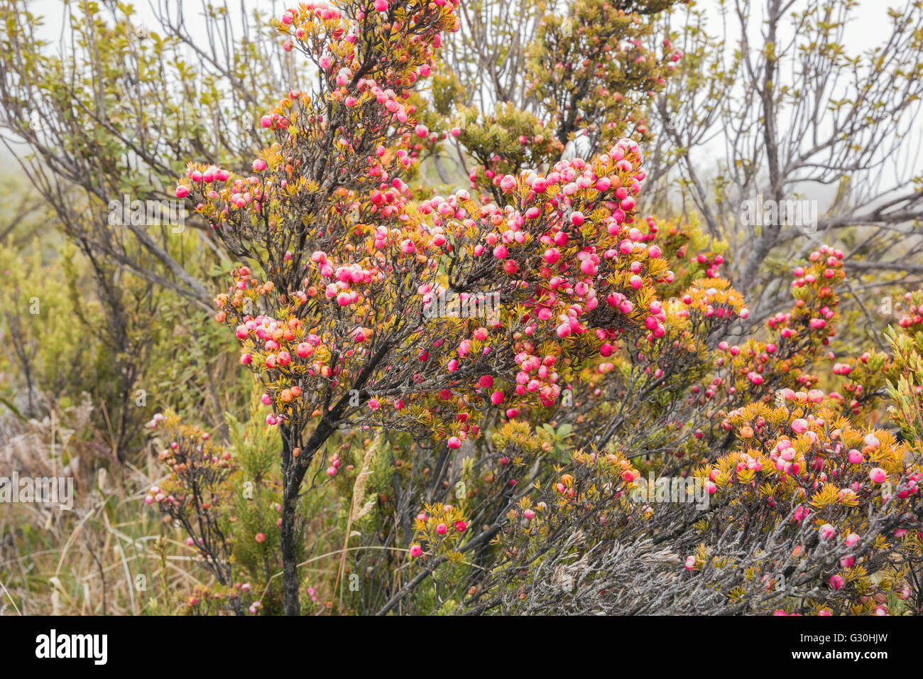 Ohelo bush hi-res stock photography and images - Alamy