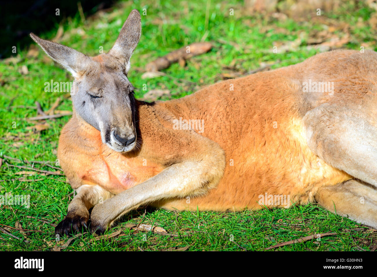 Lazy australian kangaroo having a rest on the ground Stock Photo - Alamy