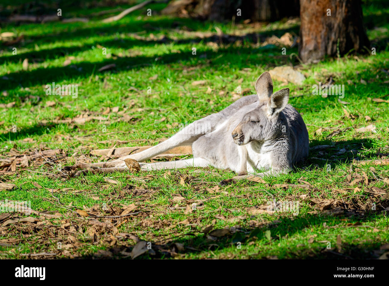Lazy australian kangaroo sleeping on the ground Stock Photo - Alamy
