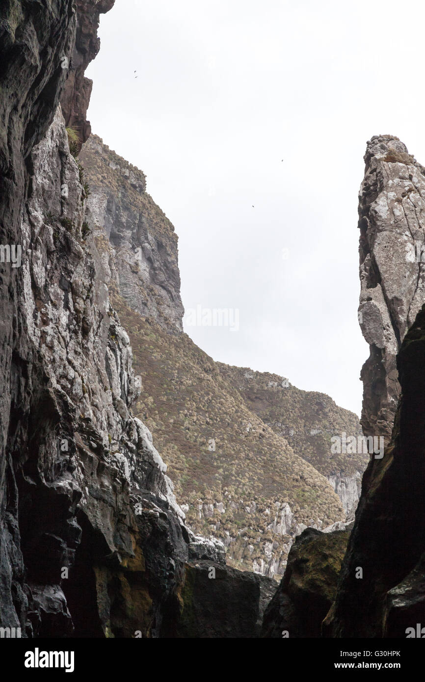 Antipodes Island, New Zealand sub-Antarctic Stock Photo - Alamy