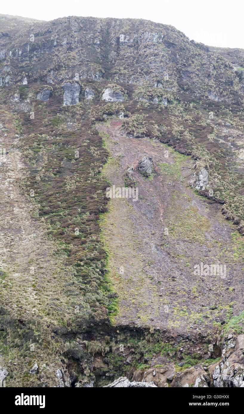 Antipodes islands hi-res stock photography and images - Alamy