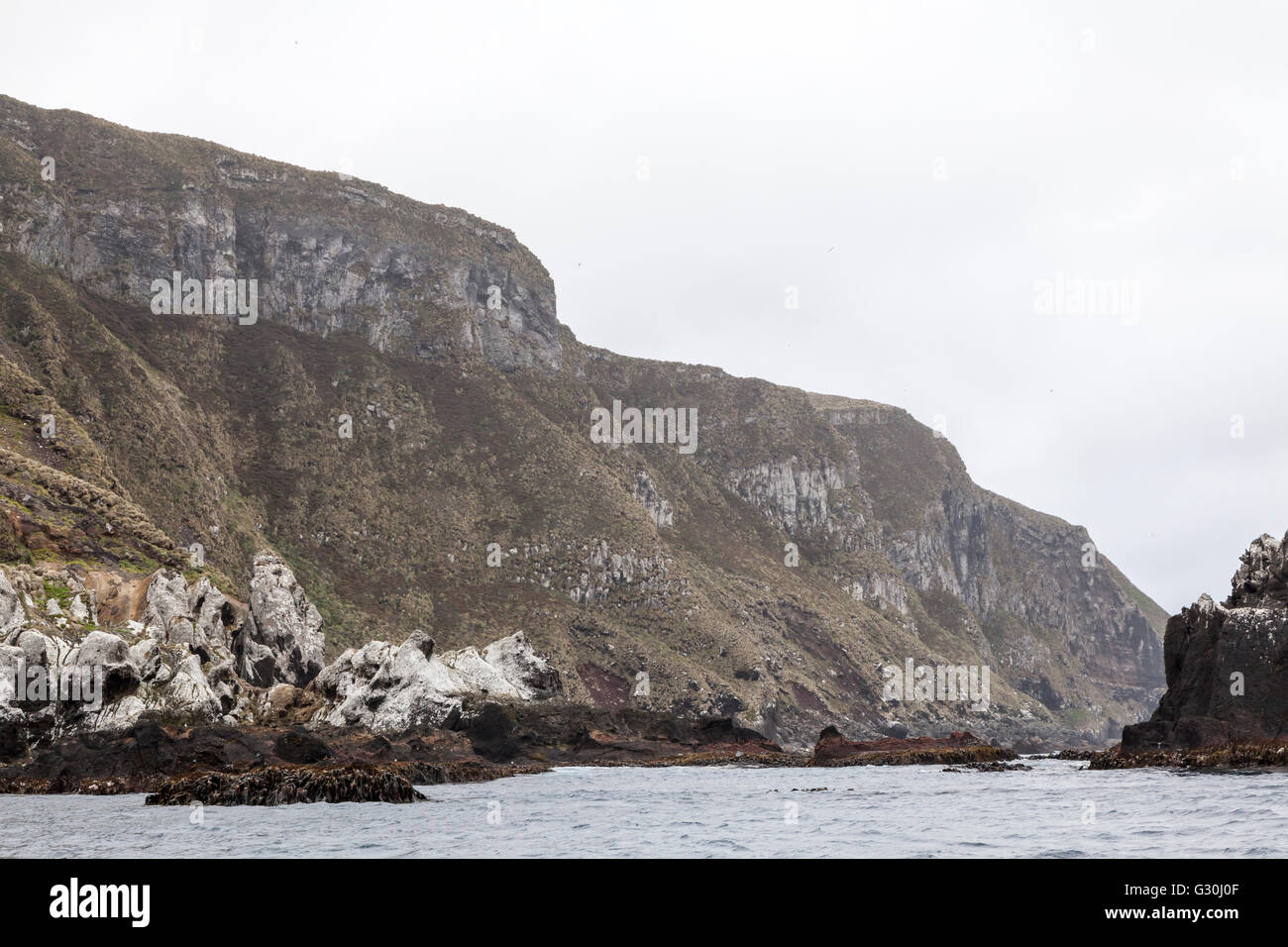 Antipodes Island, New Zealand sub-Antarctic Stock Photo - Alamy
