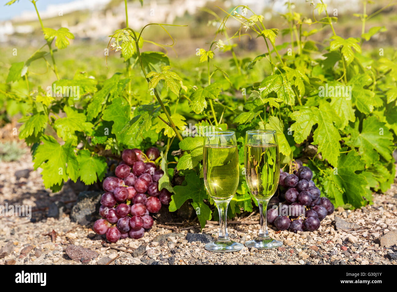Green of the vineyards and the wine in transparent glasses Stock Photo ...
