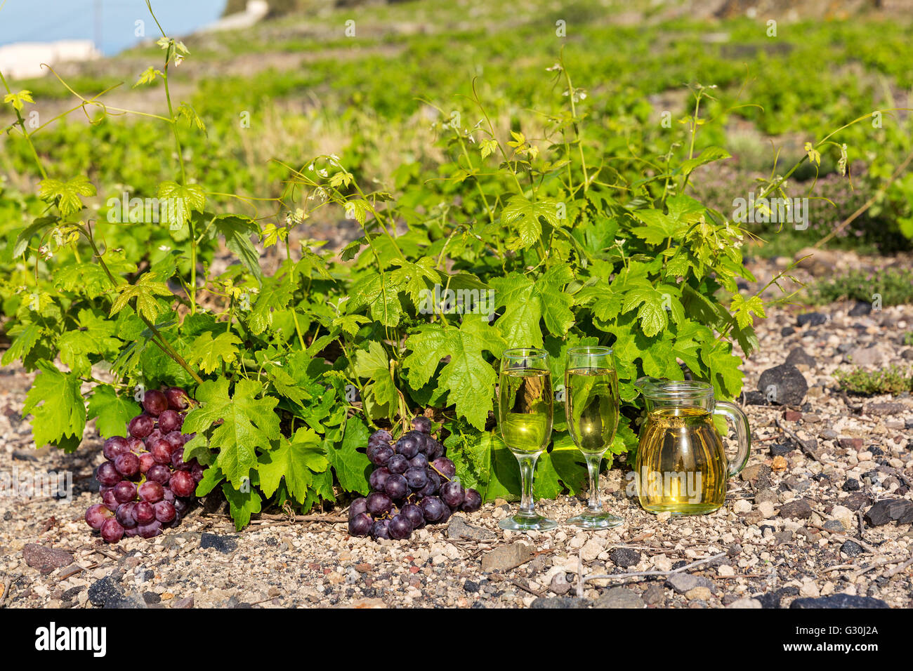 Green of the vineyards and the wine in transparent glasses Stock Photo ...