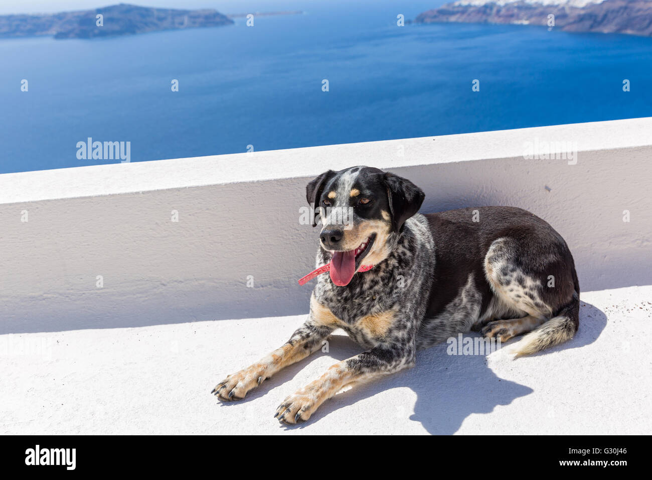 Big, beautiful dog on blue sea background Stock Photo - Alamy