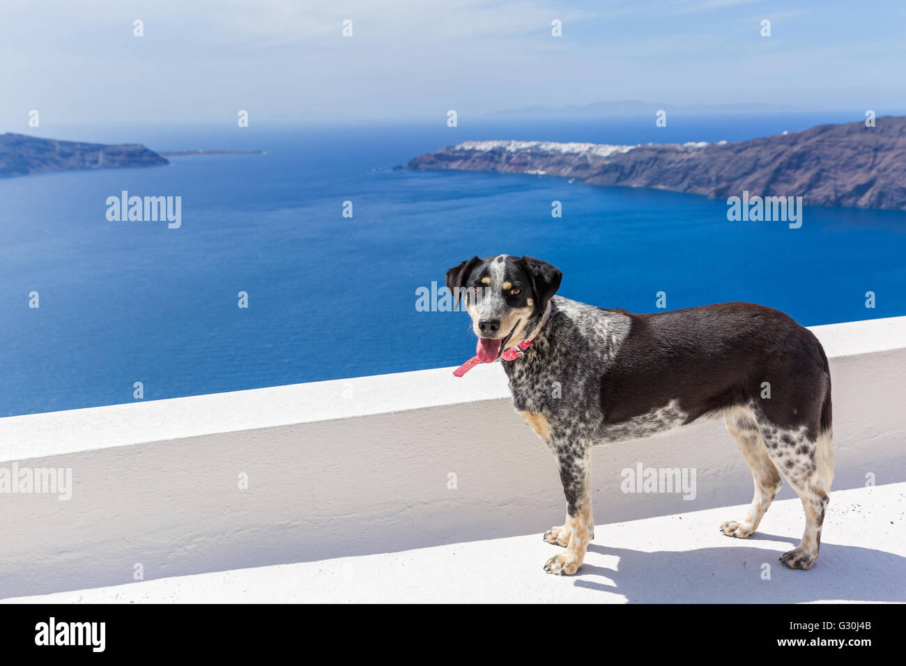 Big, beautiful dog on blue sea background Stock Photo - Alamy