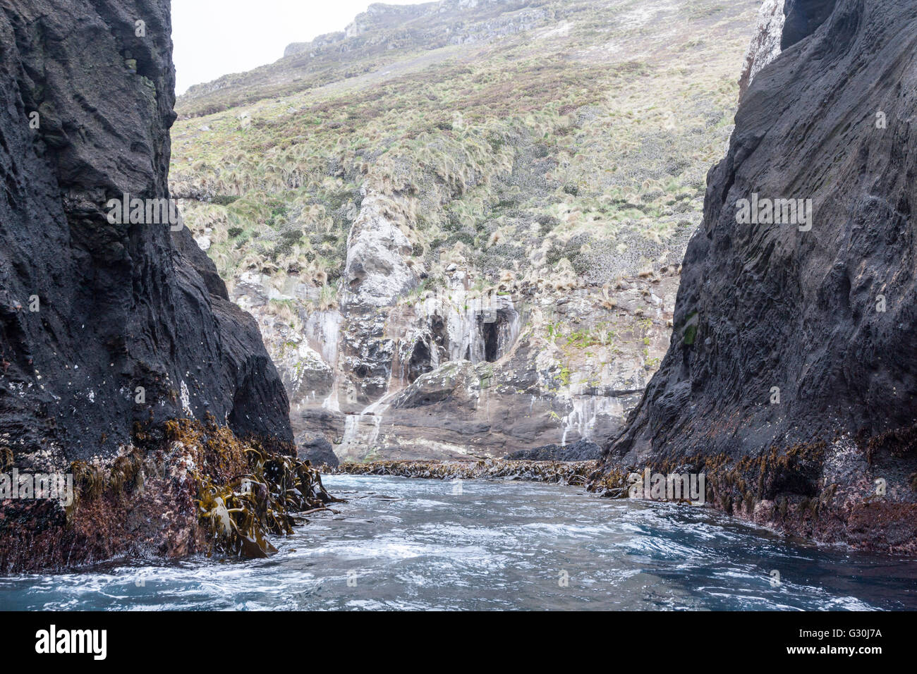 Rock formations at Antipodes Island, New Zealand sub-Antarctic Stock ...