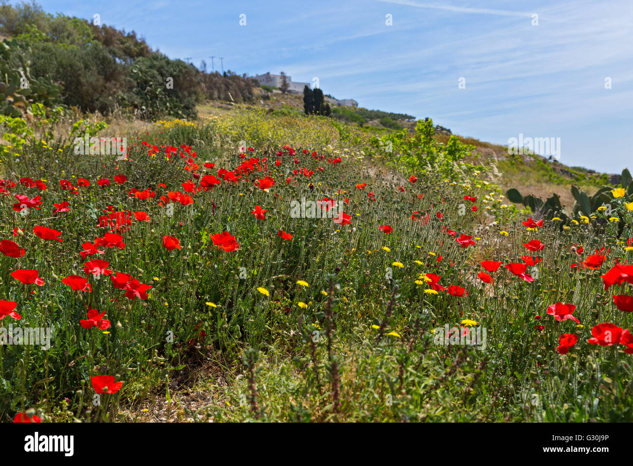 Red sea poppy hi-res stock photography and images - Alamy