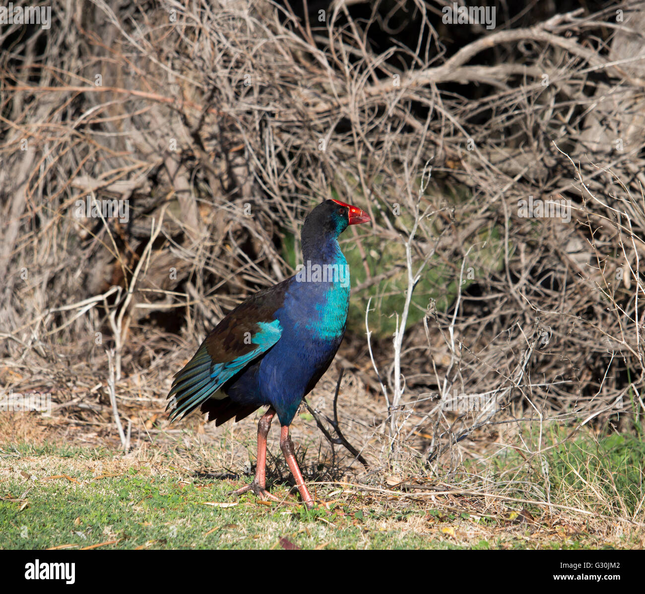 A brilliantly feathered Purple swamp hen porphyria porphyria standing ...